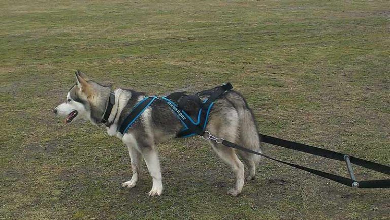 17 шлеек для собак разных пород, названия с фото и описаниями