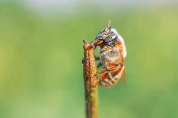 Клеверный семеяд: особенности и поведение долгоносика Apion seniculus